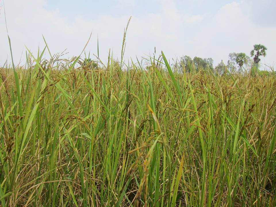 Rice is life for Cambodian People! – CFAP CAMBODIA