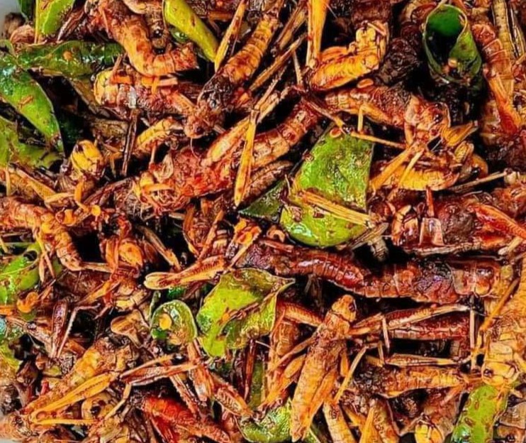 FARMERS TRURN LOCUSTS FROM RICE AND VEGETABLE DESTROYERS INTO POPULAR ...